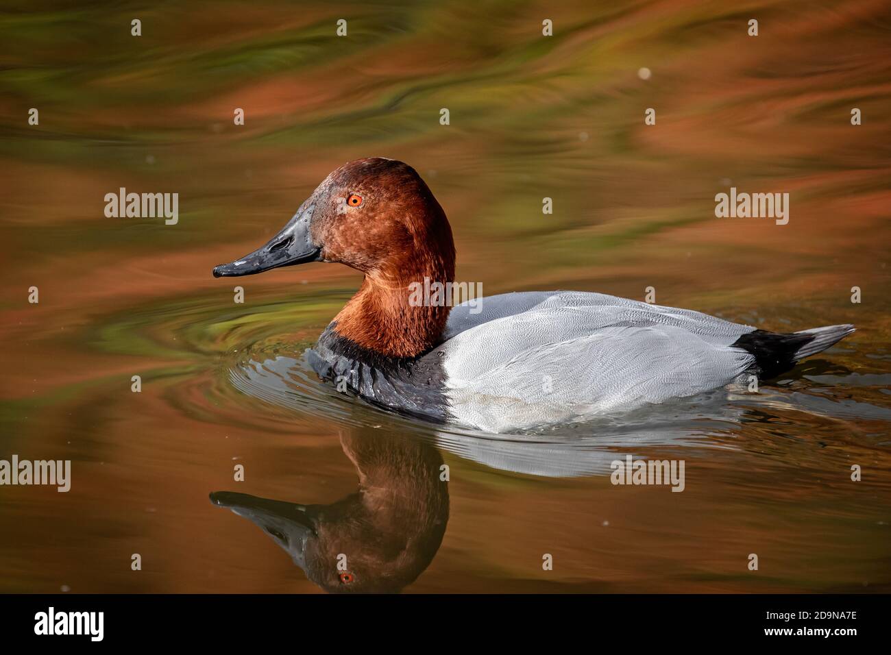 Canvasback duck hi-res stock photography and images - Alamy