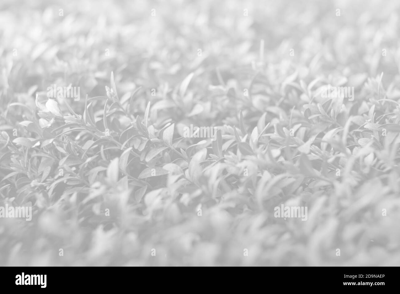 Natural background concept. Leaves of a plant in light gray tones Stock ...