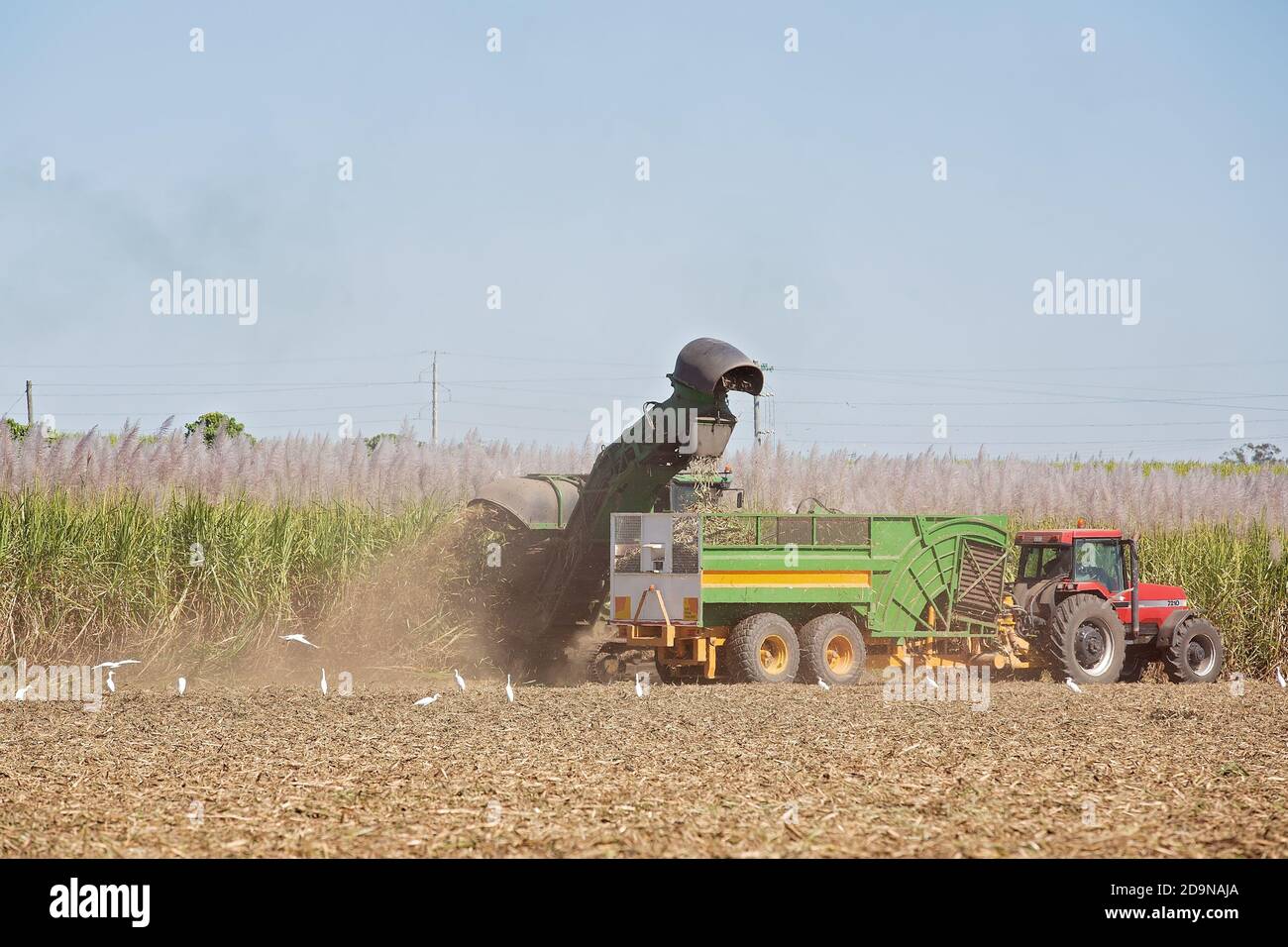Cane hauling hi-res stock photography and images - Alamy