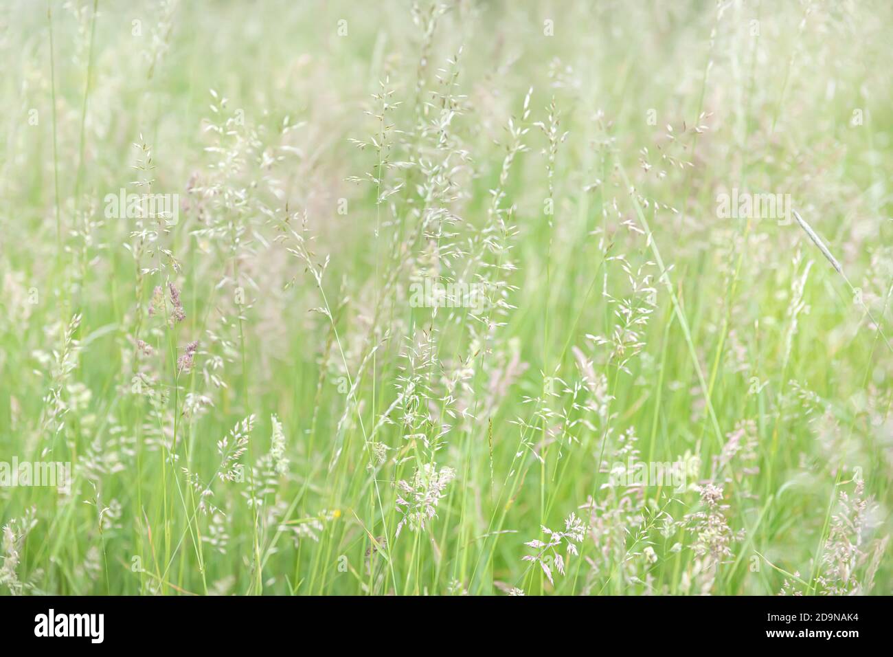 Natural background. Grass field on blurred background in sun light ...