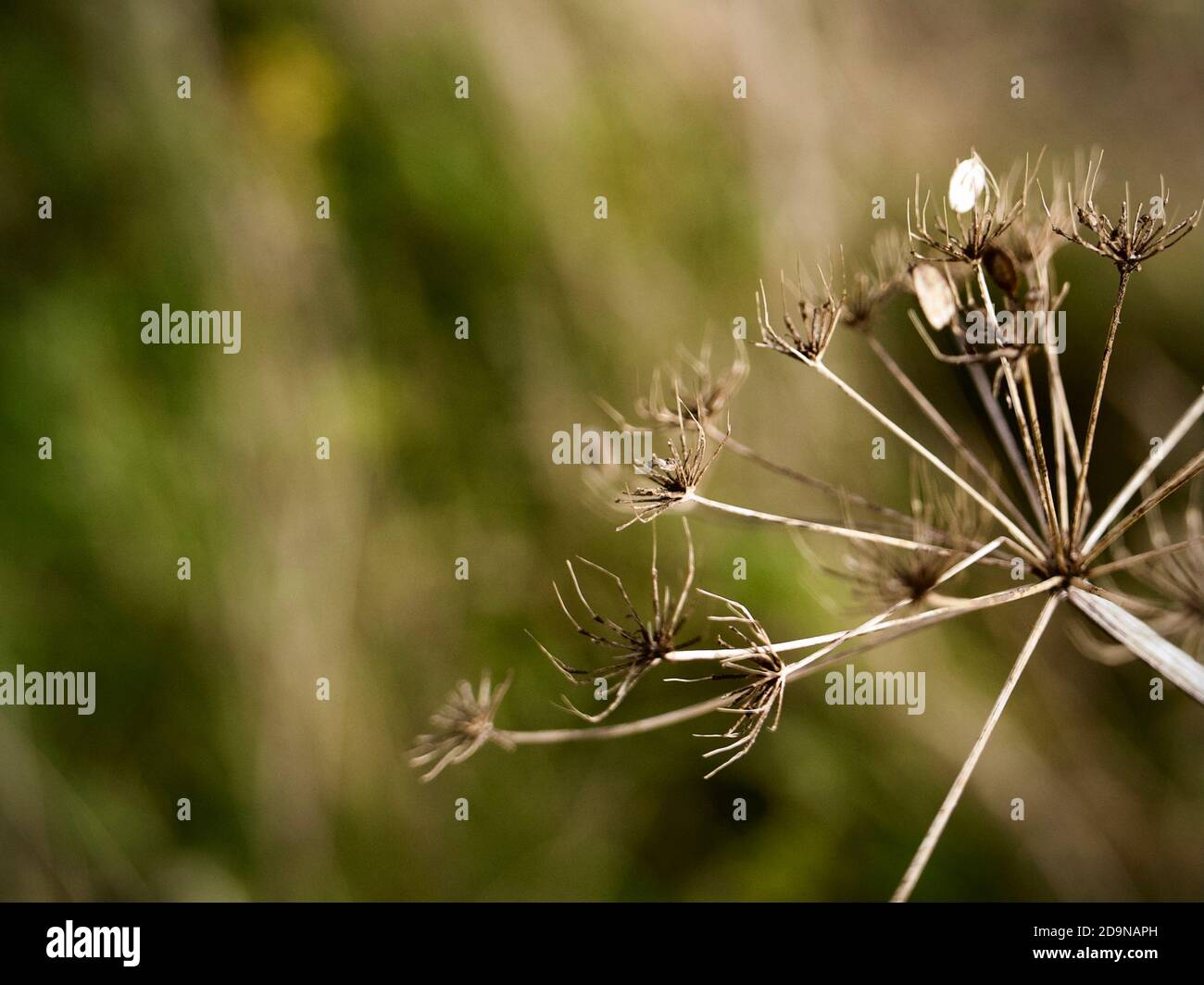 Fen life hi-res stock photography and images - Alamy