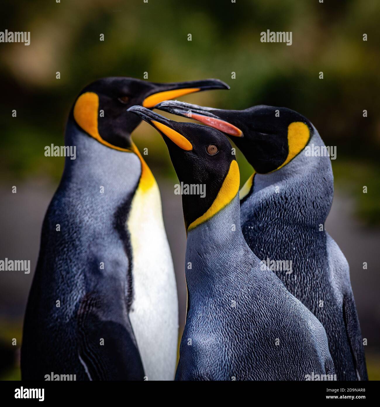 King penguin trio Stock Photo - Alamy
