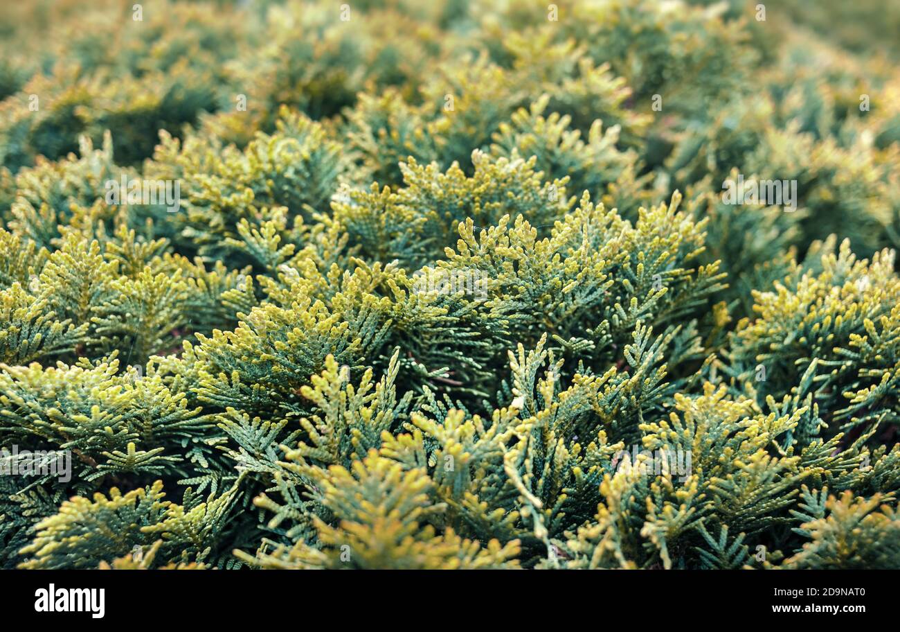Green thuja bush. Close up of a branch of thuja tree Stock Photo - Alamy