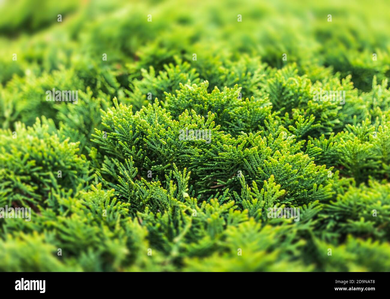 Green thuja bush. Close up of a branch of thuja tree Stock Photo - Alamy
