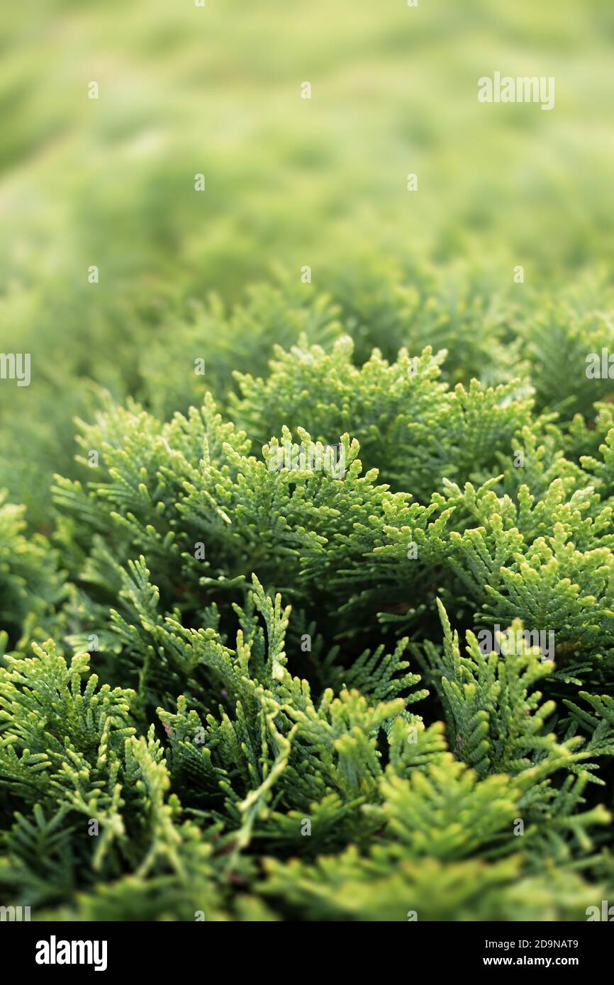 Thuja bush close hi-res stock photography and images - Alamy
