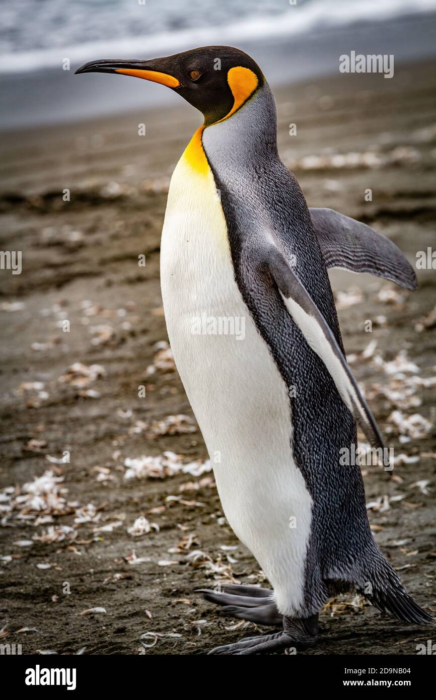 Penguin Profile