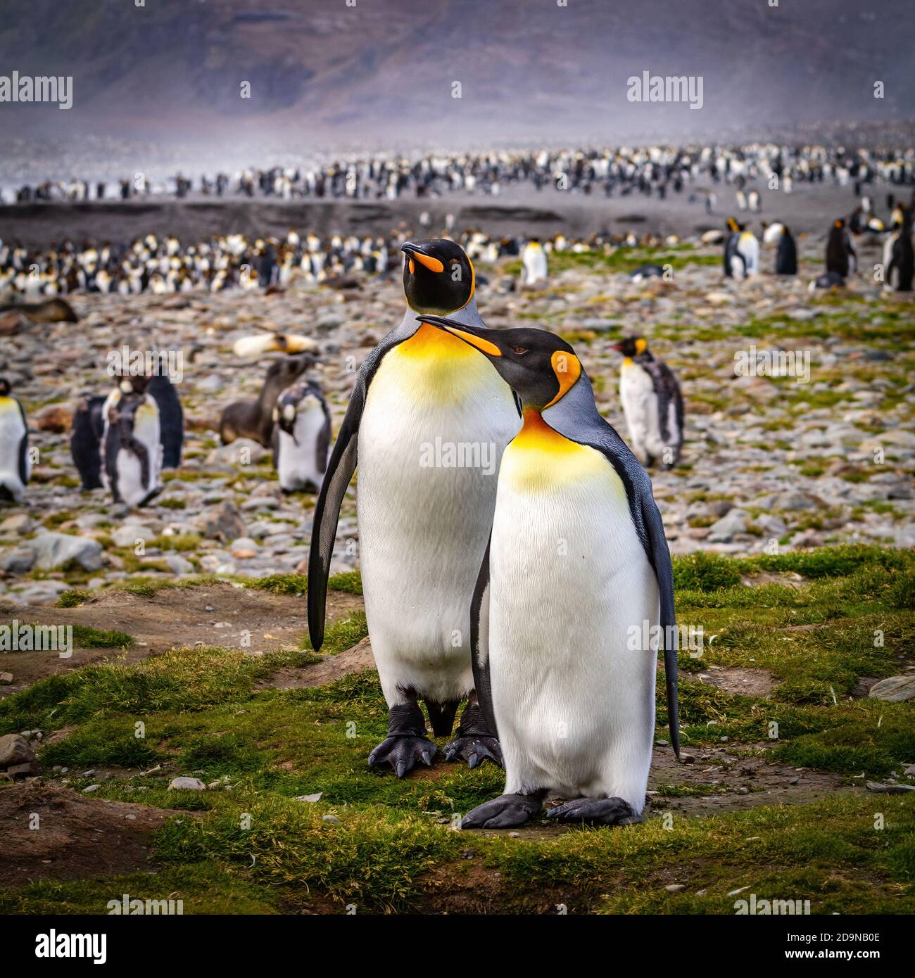 Animal standoff hi-res stock photography and images - Alamy