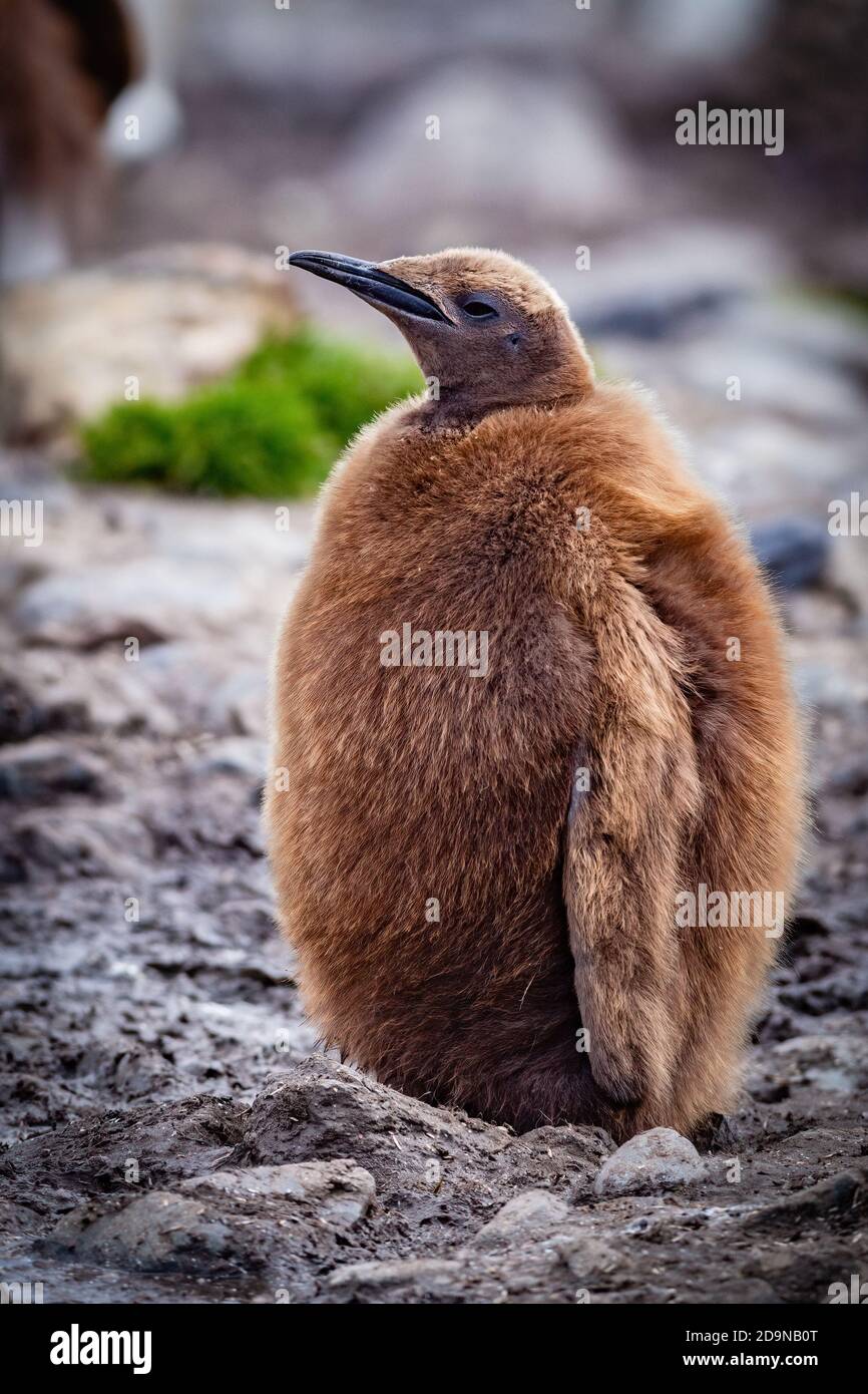 King penguin chick Stock Photo - Alamy
