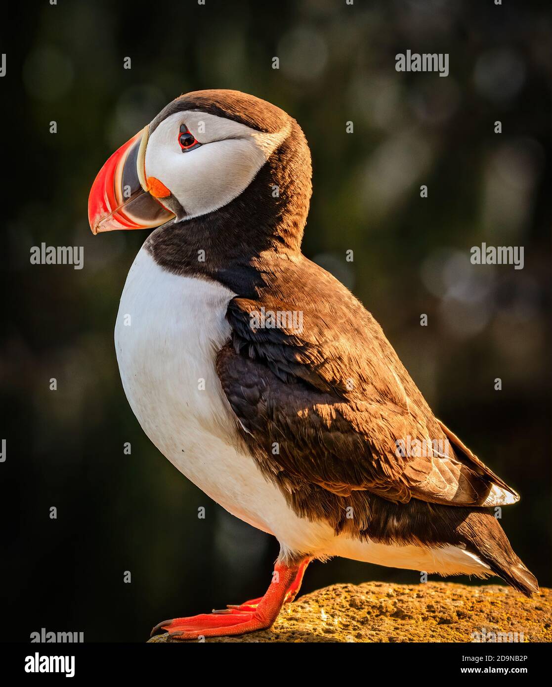 Atlantic puffin portrait Stock Photo - Alamy