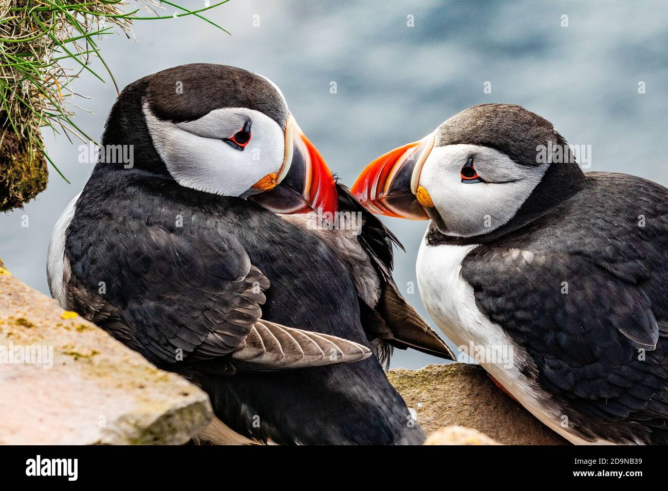 Puffin friends hi-res stock photography and images - Alamy