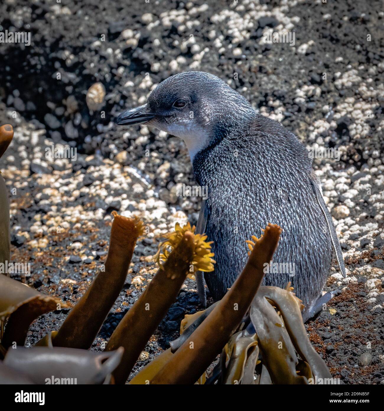 Little blue penguin Stock Photo - Alamy