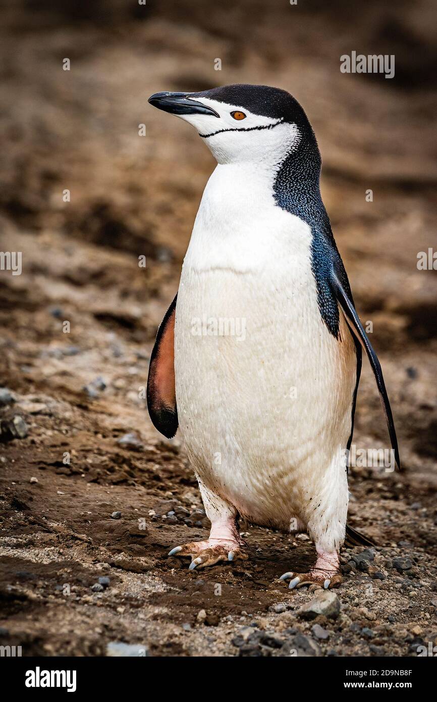 Chinstrap penguin portrait Stock Photo - Alamy