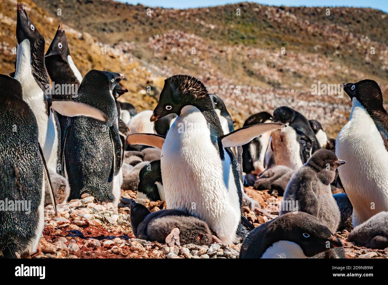 Adelie penguin rookery Stock Photo - Alamy