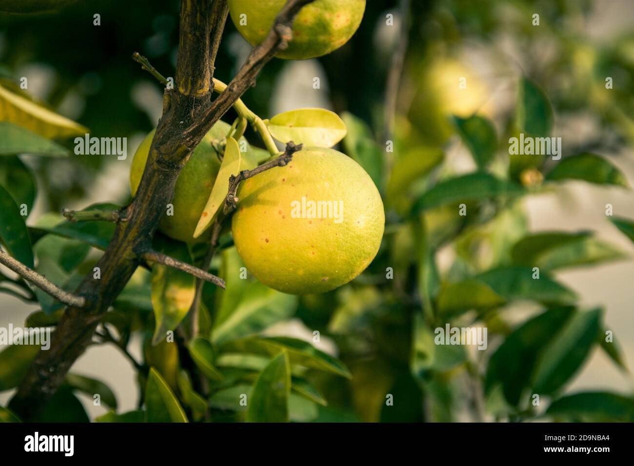 Growing lemon tree closeup outdoors Stock Photo - Alamy