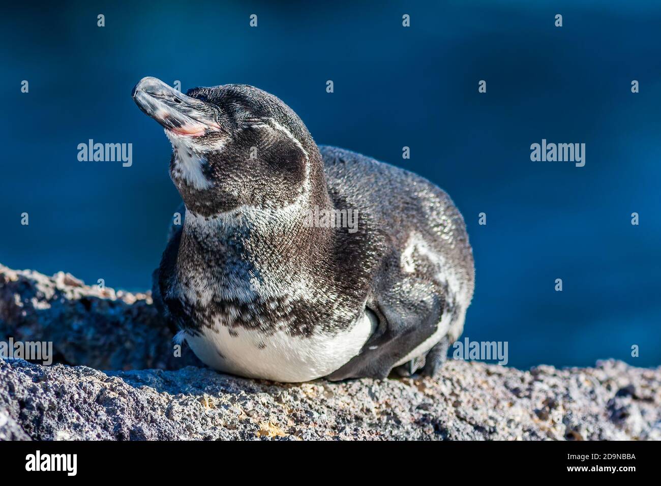 Galapagos penguin sleeping Stock Photo - Alamy