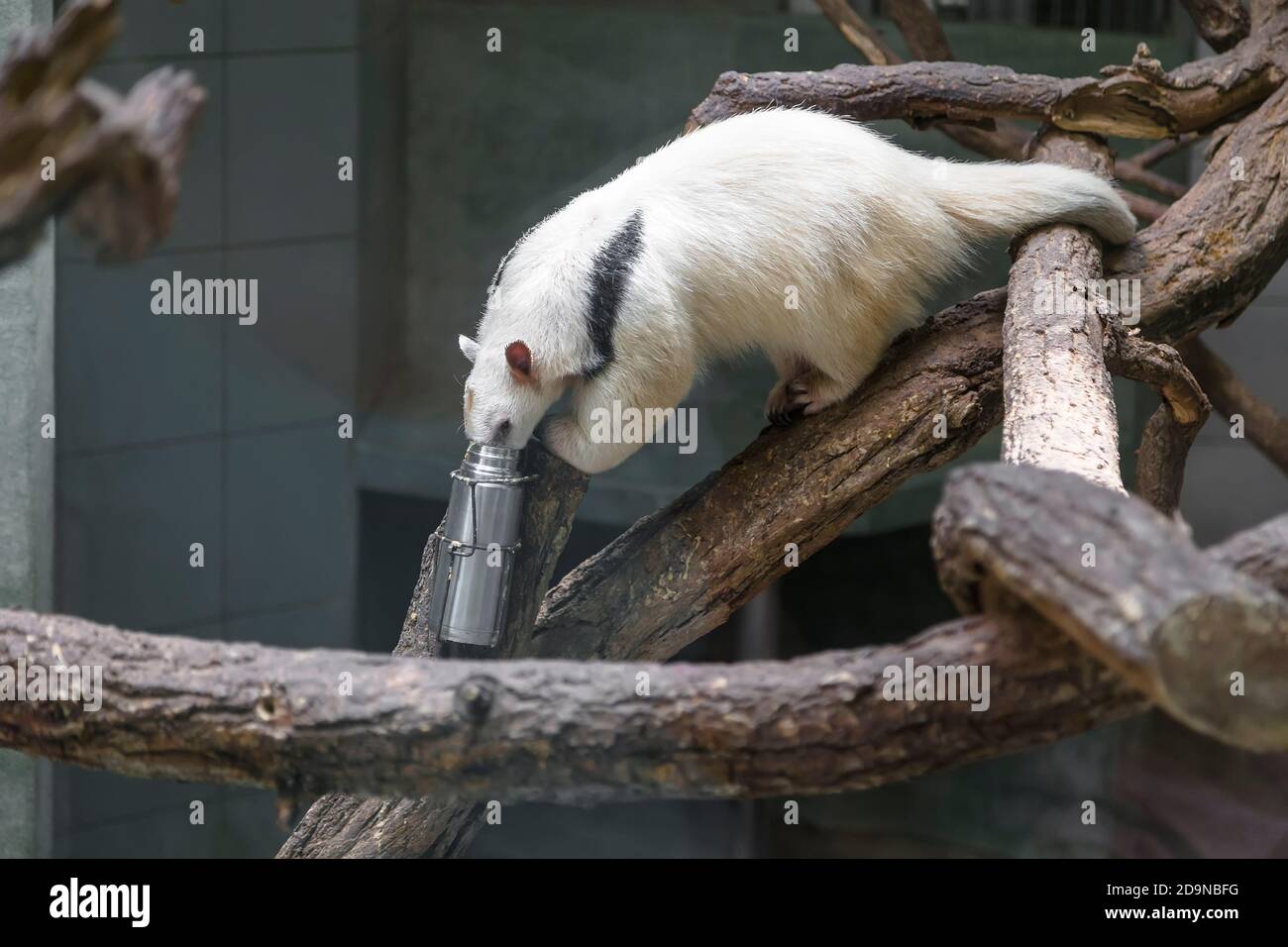 Anteater sitting on a branch eating from a thermos Stock Photo - Alamy