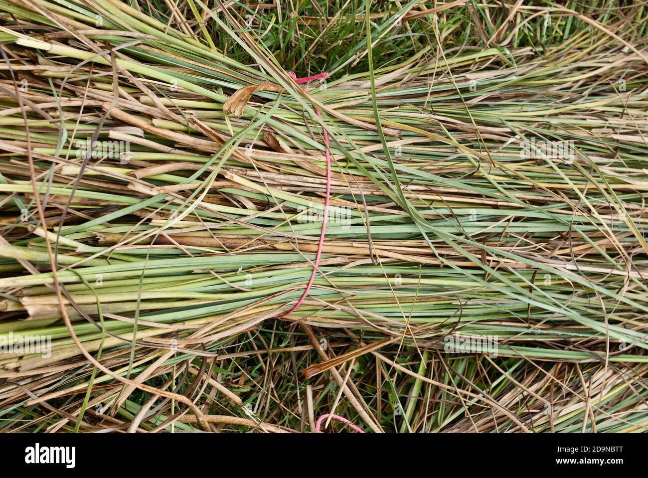 Harvest of crops for animals to eat at Chippenham Fen in the British ...