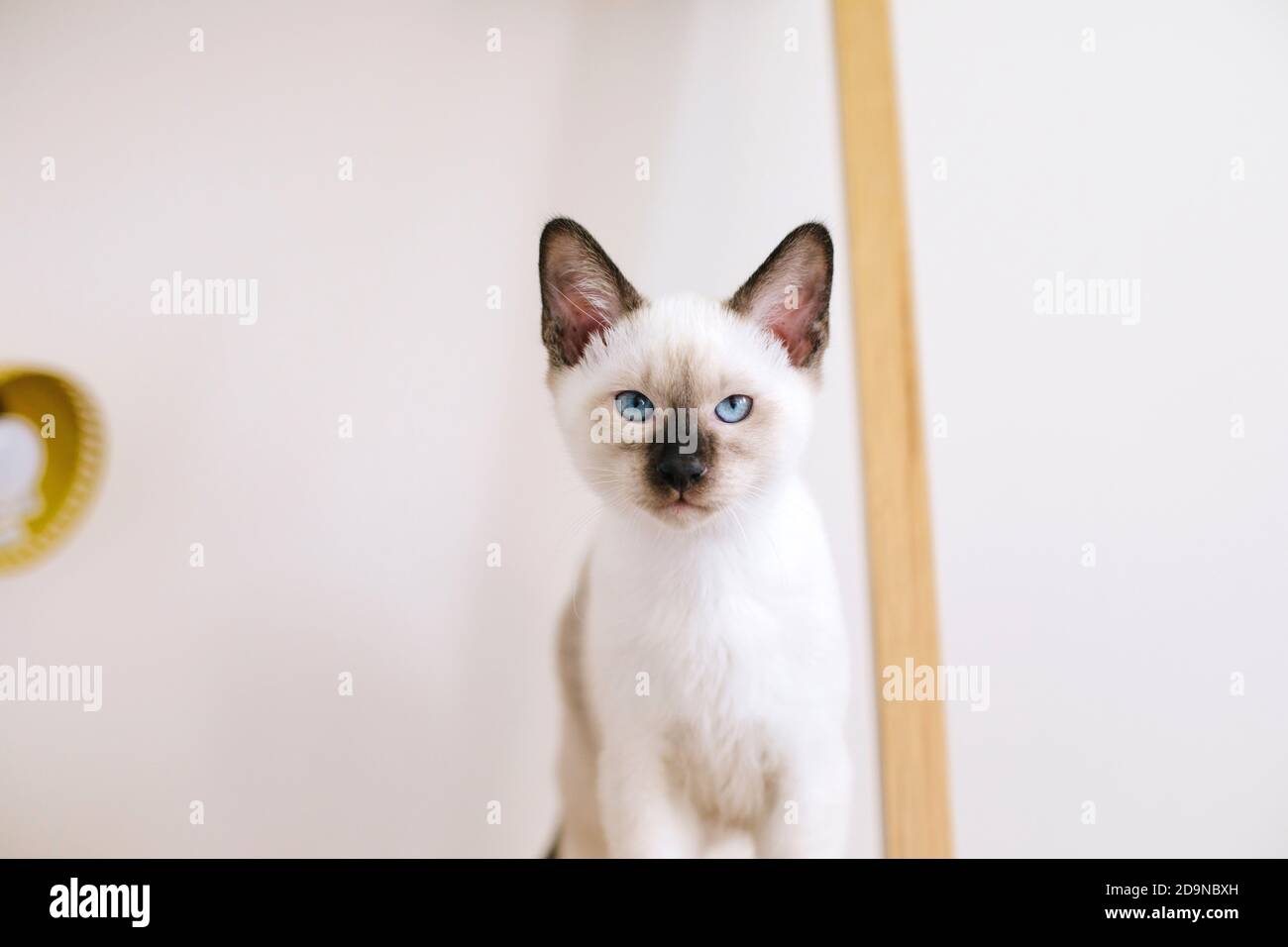Traditional Siamese Kitten