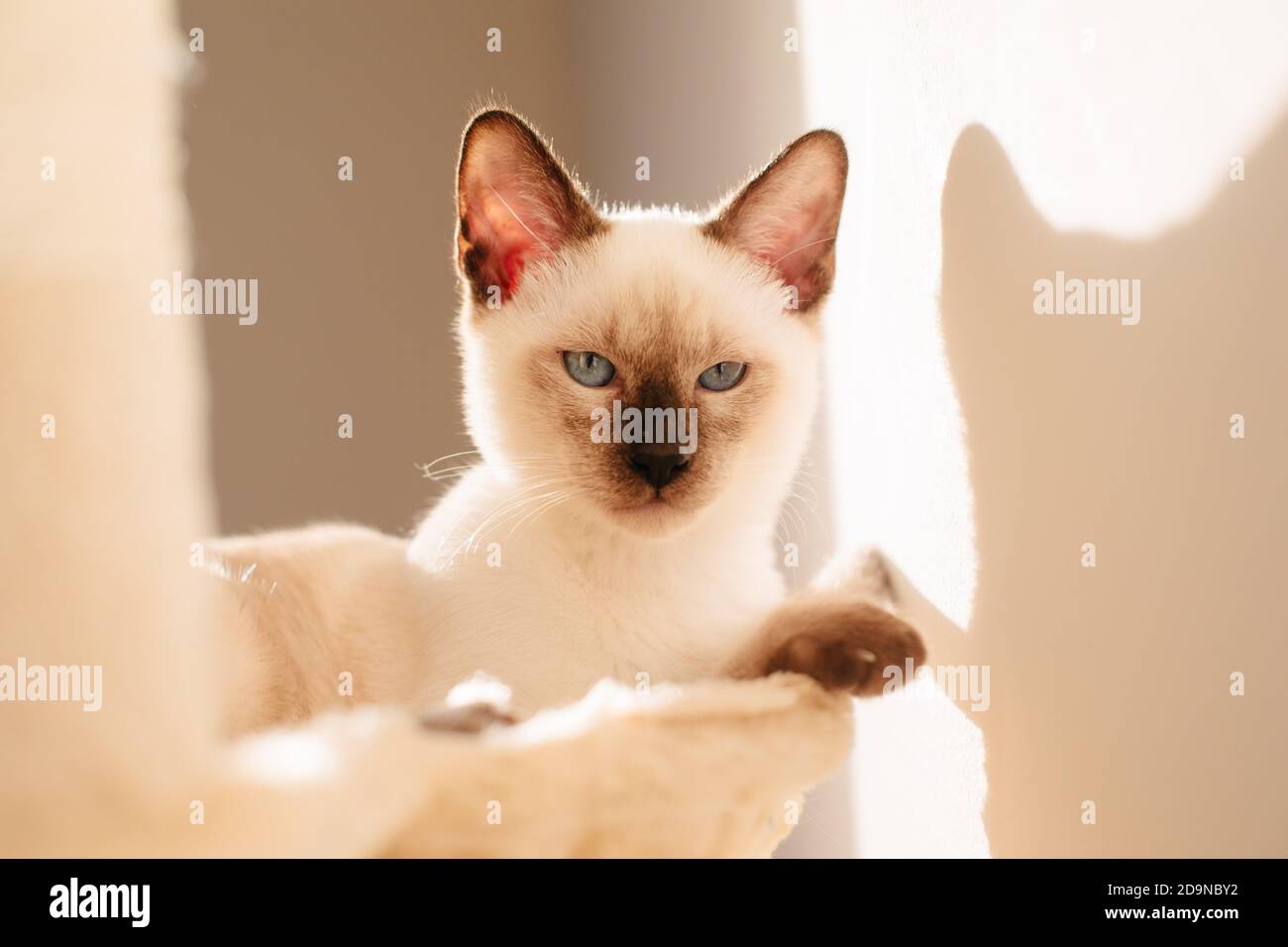 Traditional Siamese Kitten