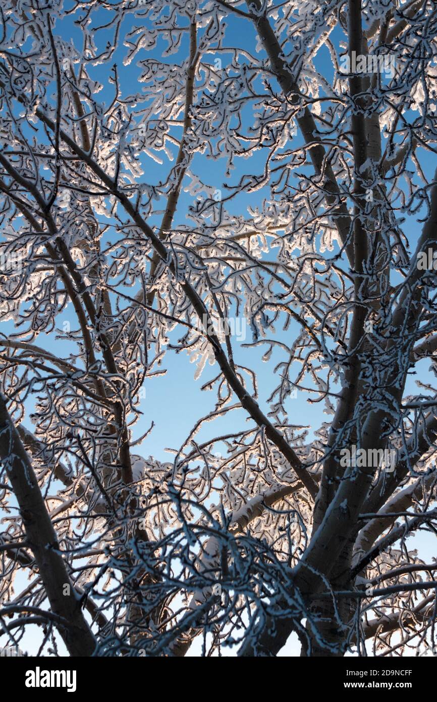 Branches christmas trees tree hi-res stock photography and images - Alamy