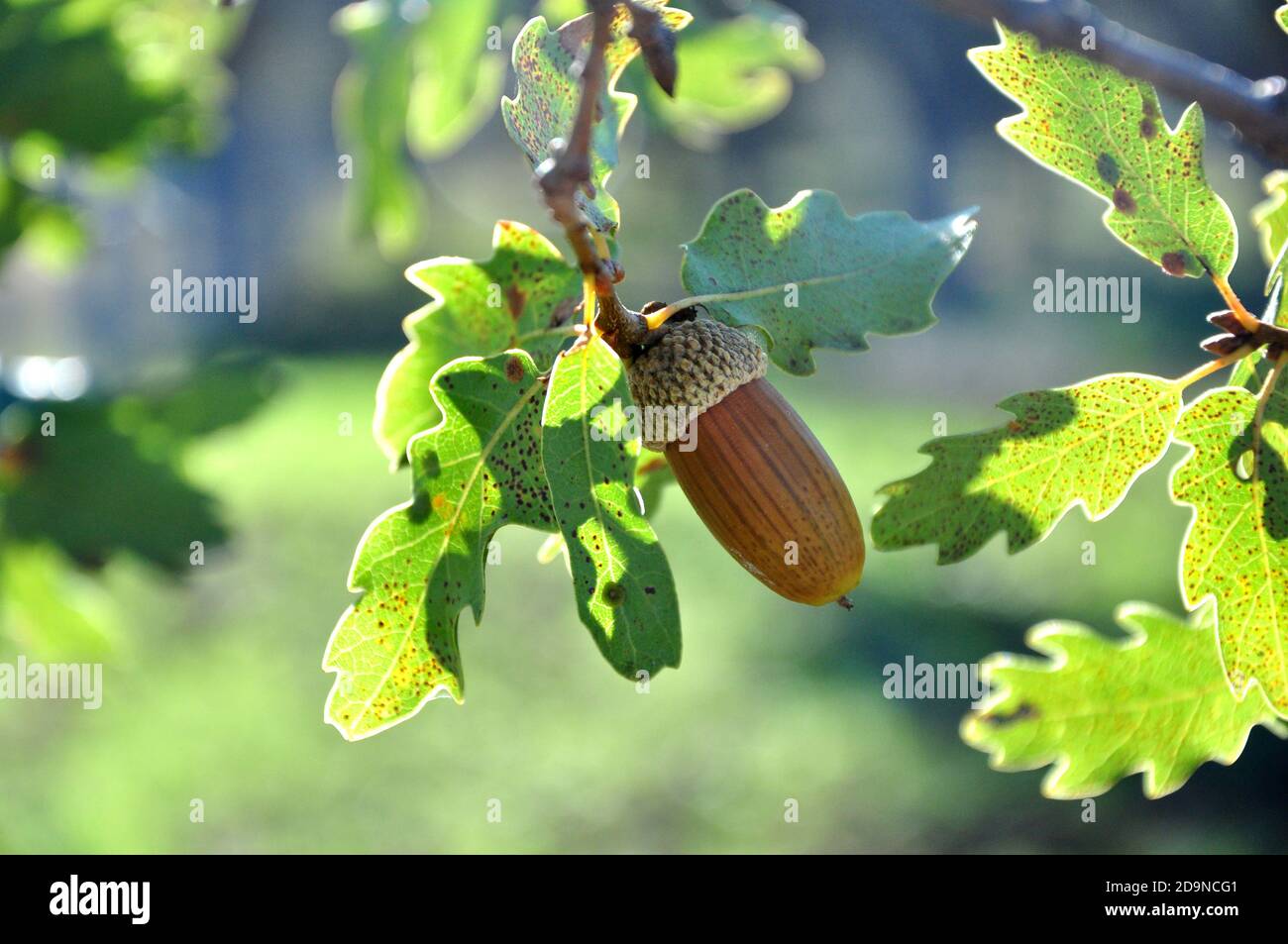 Acorn on the tree hi-res stock photography and images - Alamy