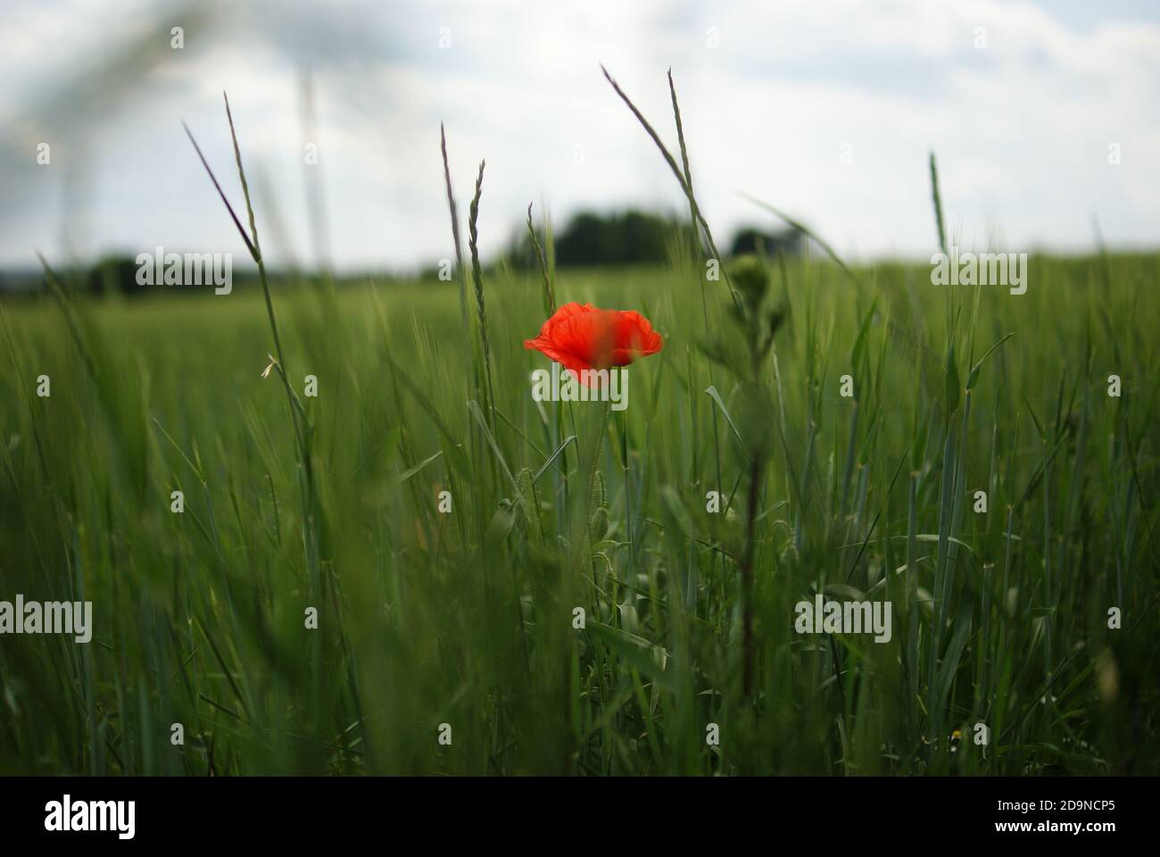 Red poppy in the field Stock Photo - Alamy