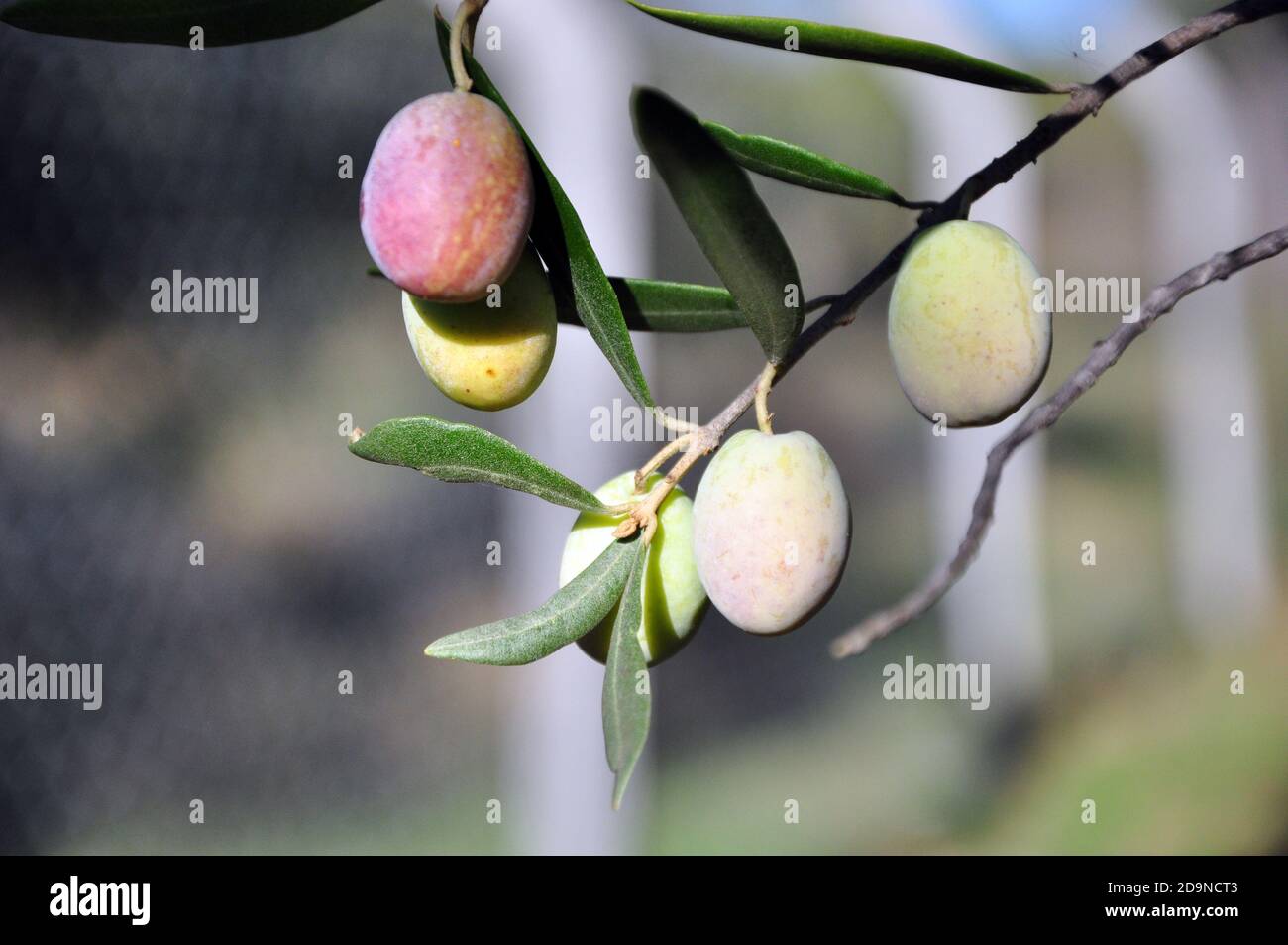colorful olives on the tree Stock Photo - Alamy