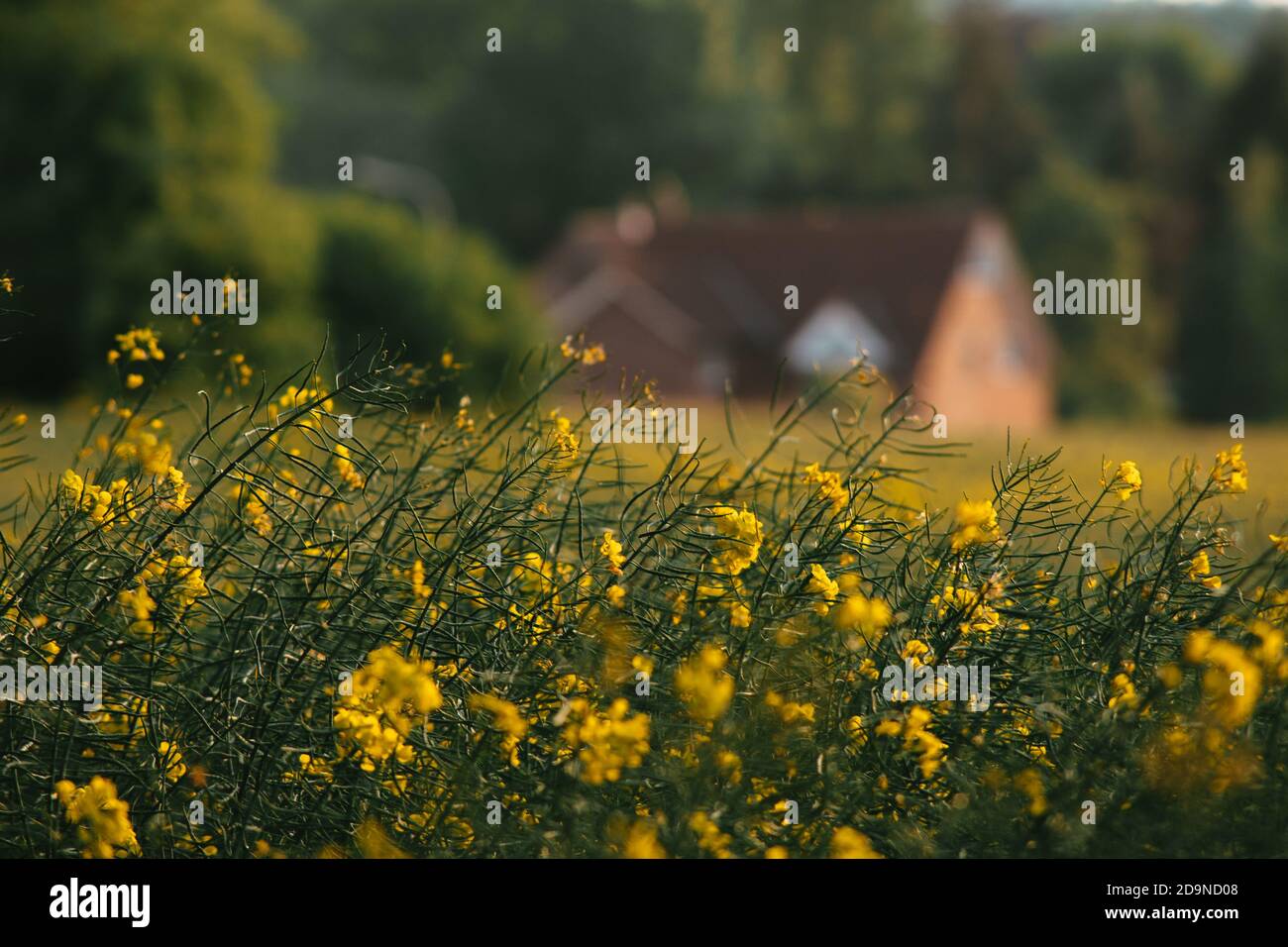 yellow flowers in the field Stock Photo - Alamy