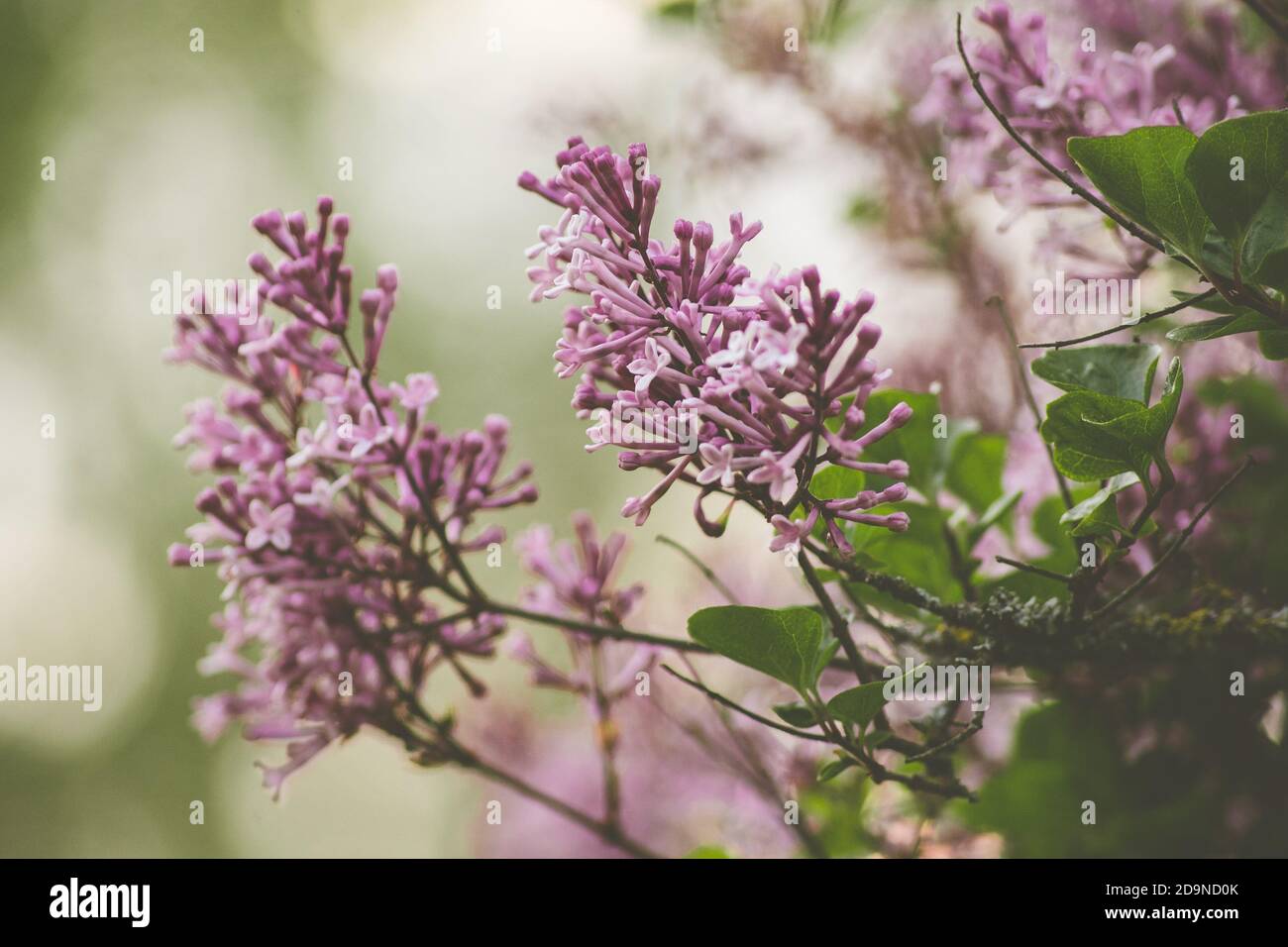 Chromatic flowers hi-res stock photography and images - Alamy