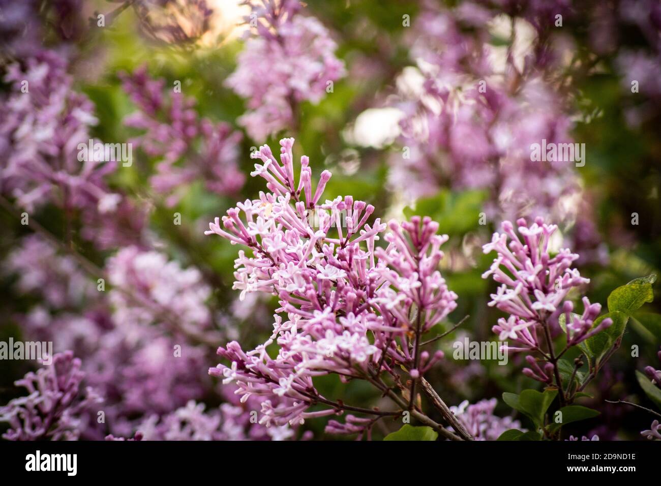Summer lilac in prime hi-res stock photography and images - Alamy