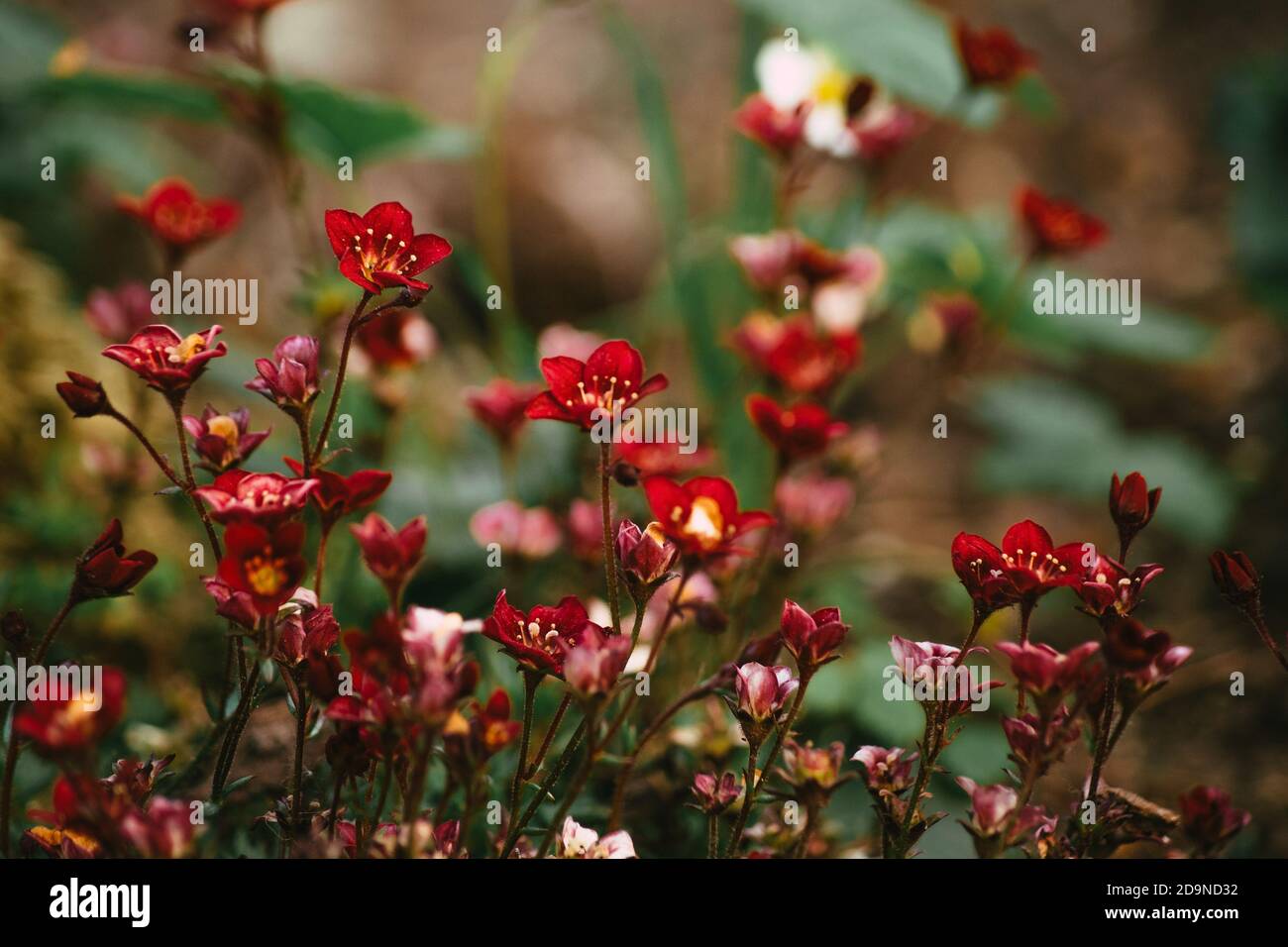 red flowers in the garden Stock Photo - Alamy