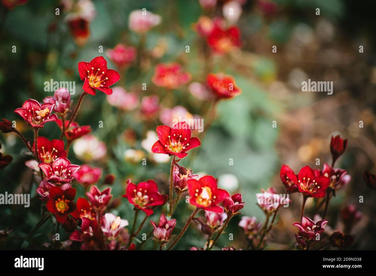 red flowers in the garden Stock Photo - Alamy