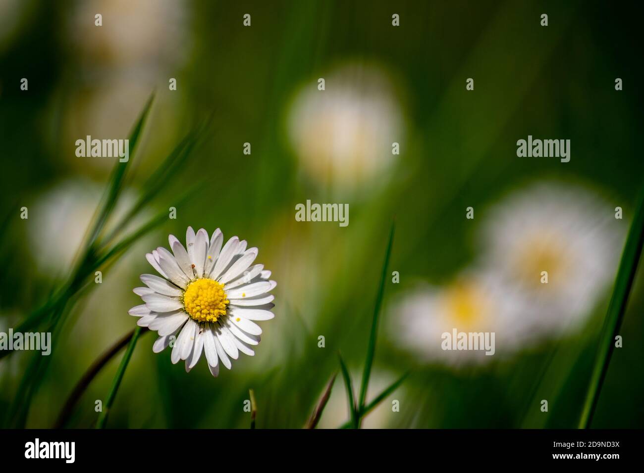 daisy flower in the grass Stock Photo - Alamy