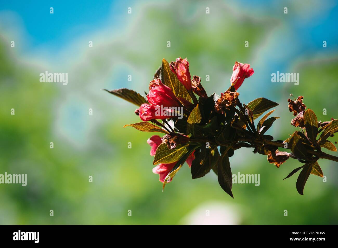 red flowers in the spring Stock Photo - Alamy