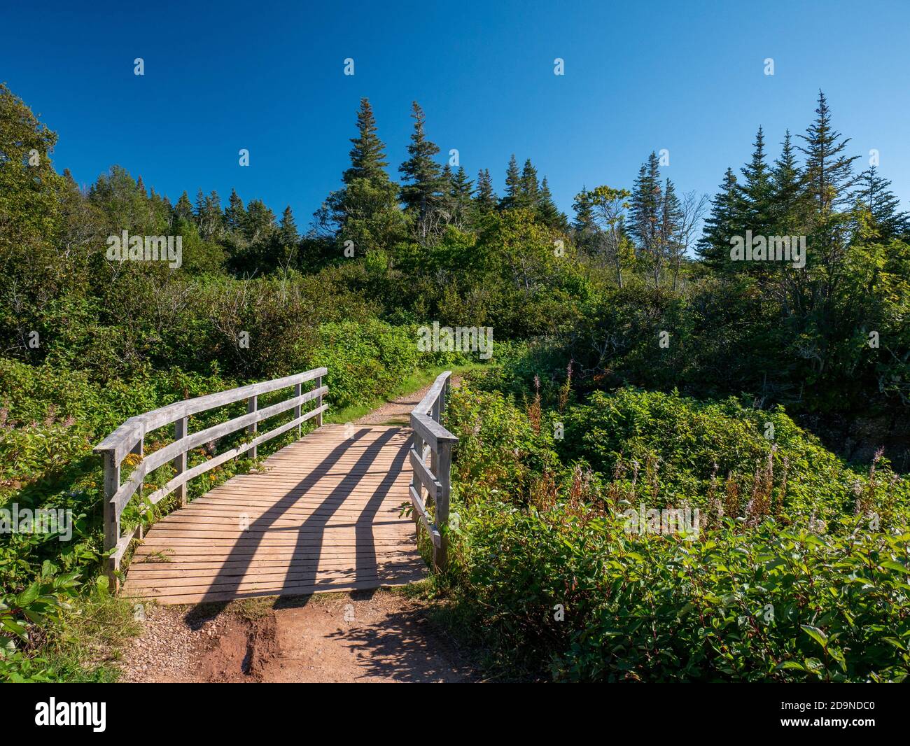 Trail in the forests of Bonaventure island bird sanctuary - a Quebec ...