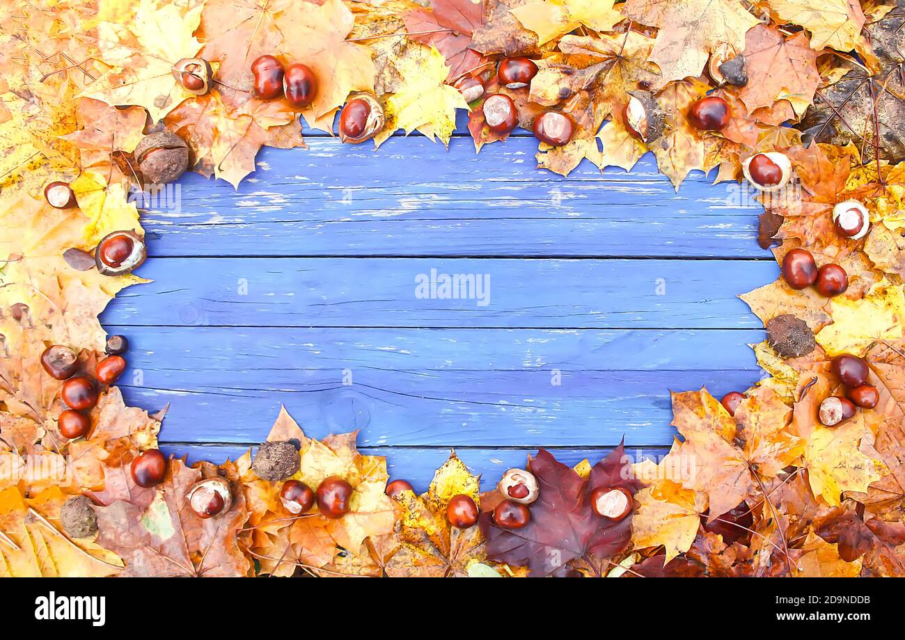 Frame made of colorful bright fall maple autumn leaves Stock Photo - Alamy