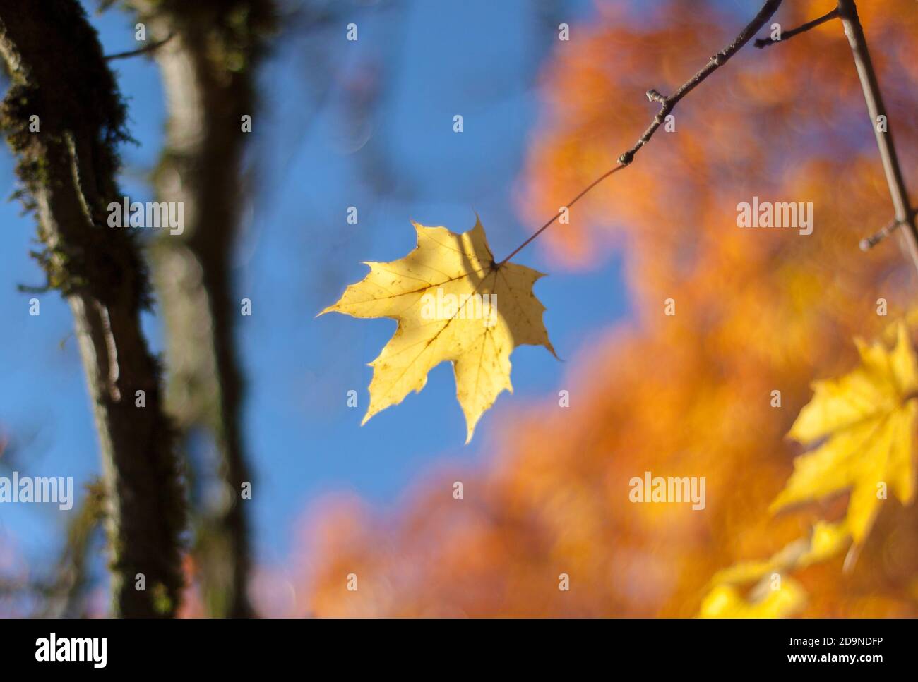 Wallpaper Fly Away Maple