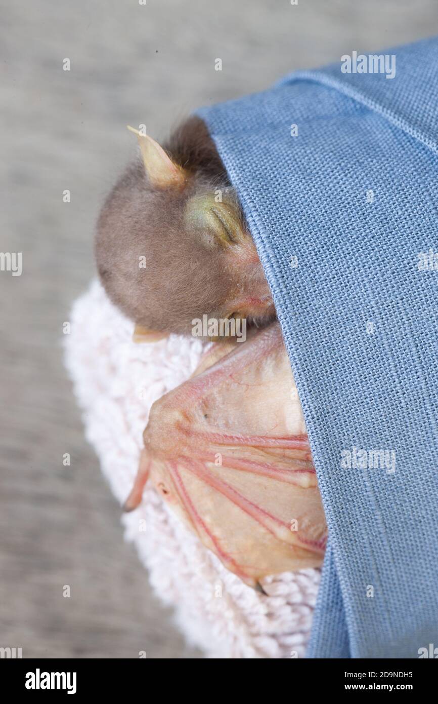 Australian native bats hi-res stock photography and images - Alamy