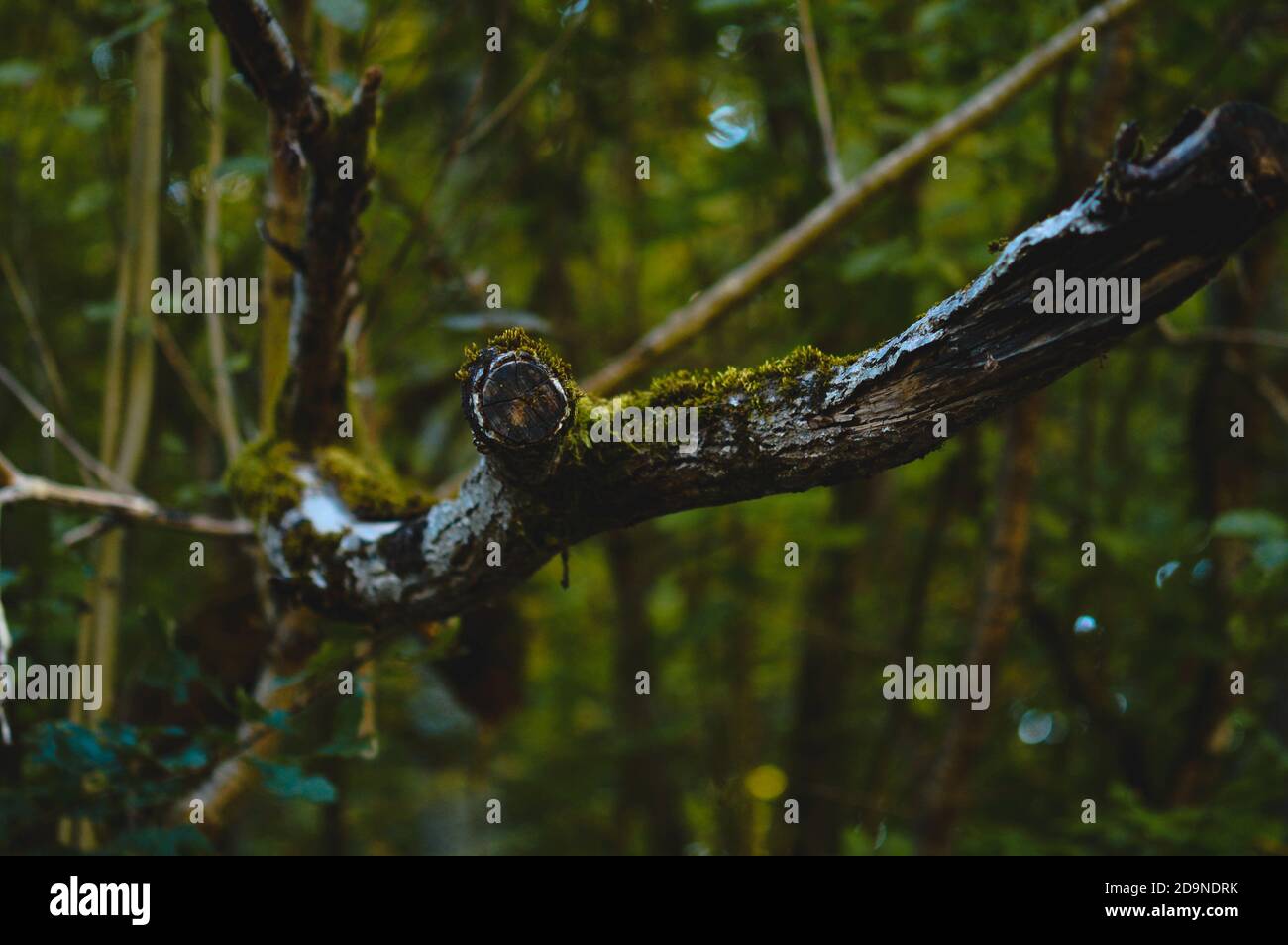 Selective focus shot of tree branches in the forest Stock Photo - Alamy
