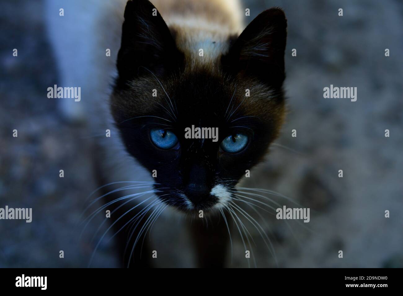 High angle shot of a cat looking into the camera Stock Photo - Alamy