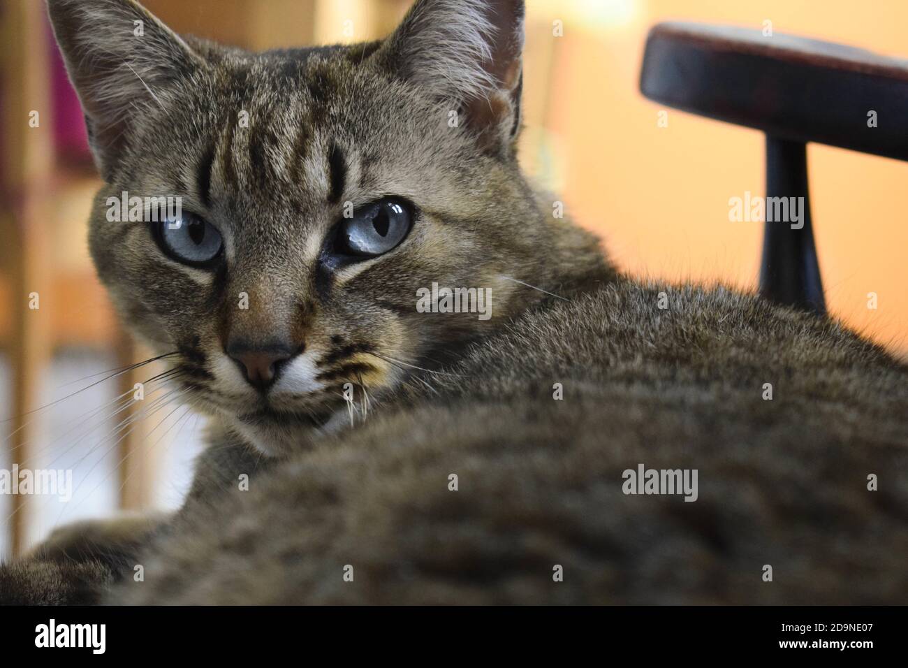 Selective focus shot of an adorable cat with blue eyes Stock Photo - Alamy