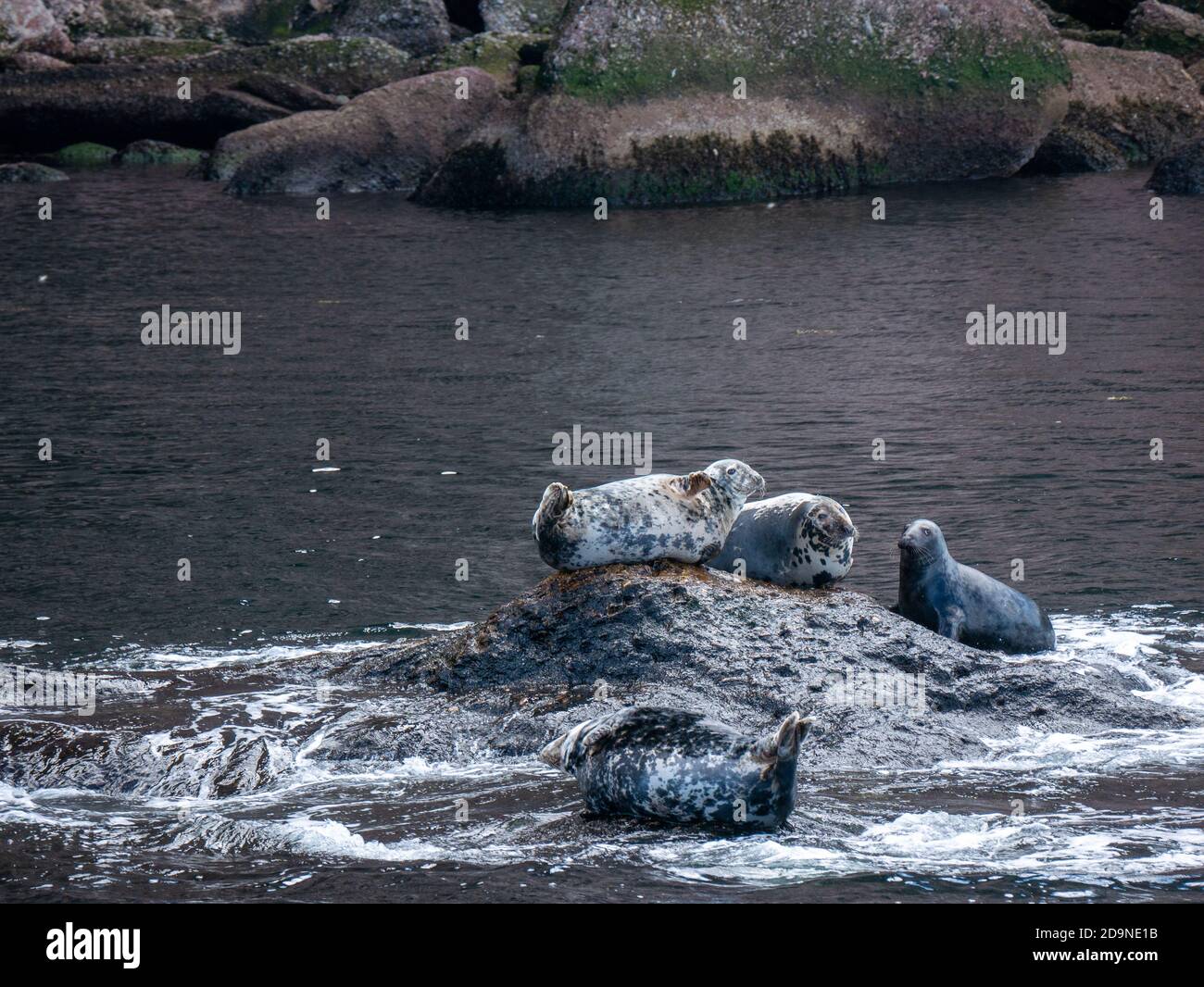 Seals near Bonaventure Island in Gaspesie, Quebec, Canada Stock Photo ...