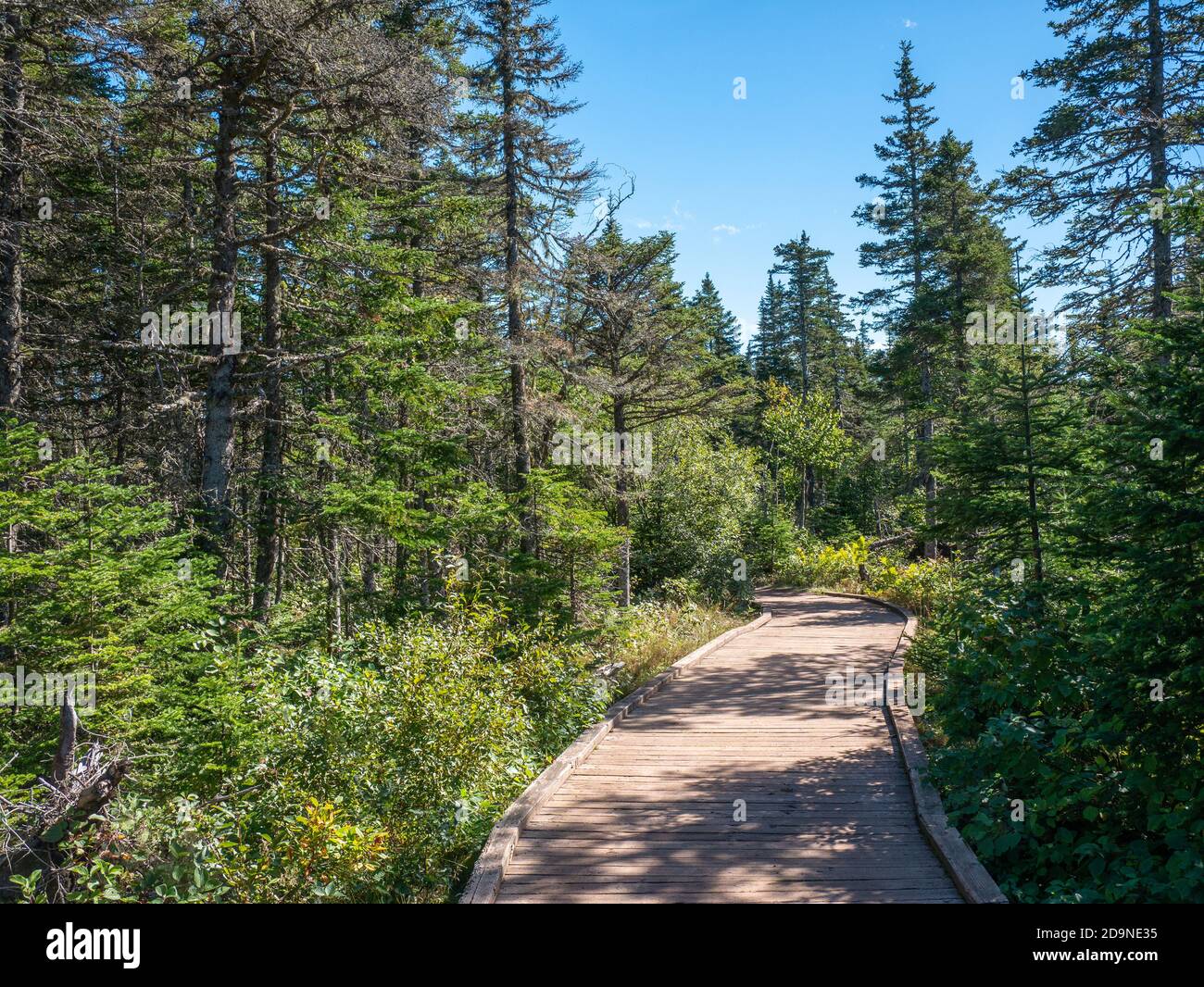 Trail in the forests of Bonaventure island bird sanctuary - a Quebec ...