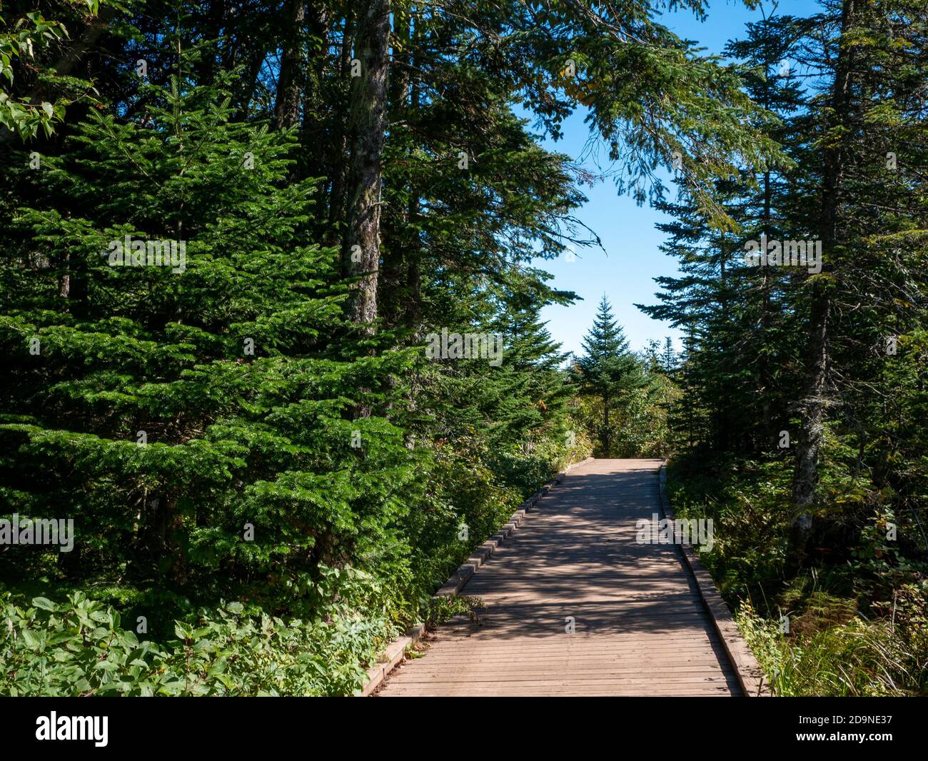 Trail in the forests of Bonaventure island bird sanctuary - a Quebec ...