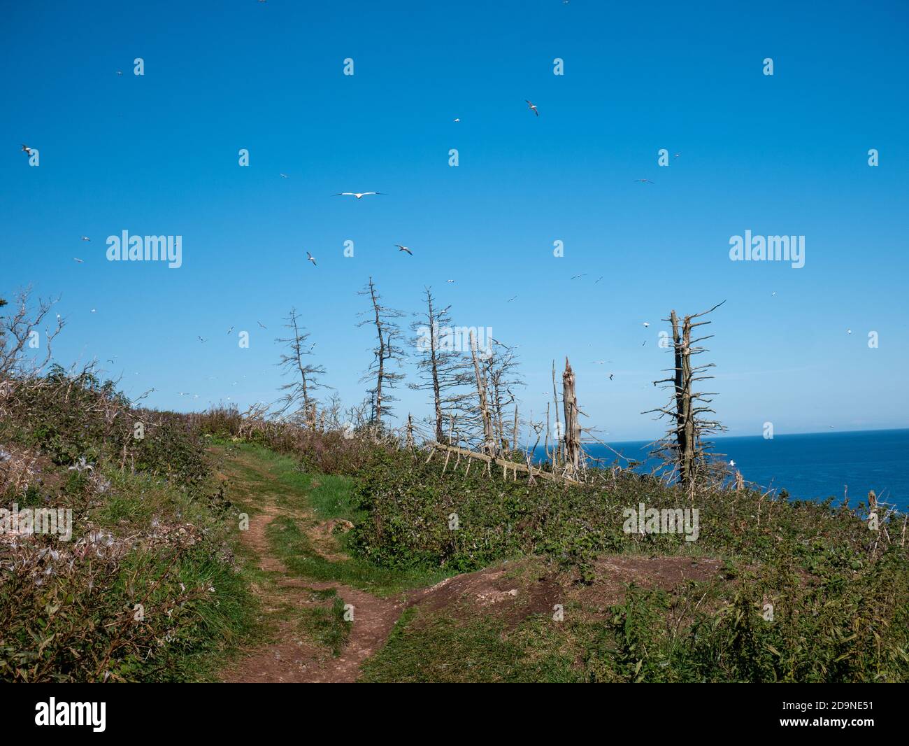 Trail in the forests of Bonaventure island bird sanctuary - a Quebec ...