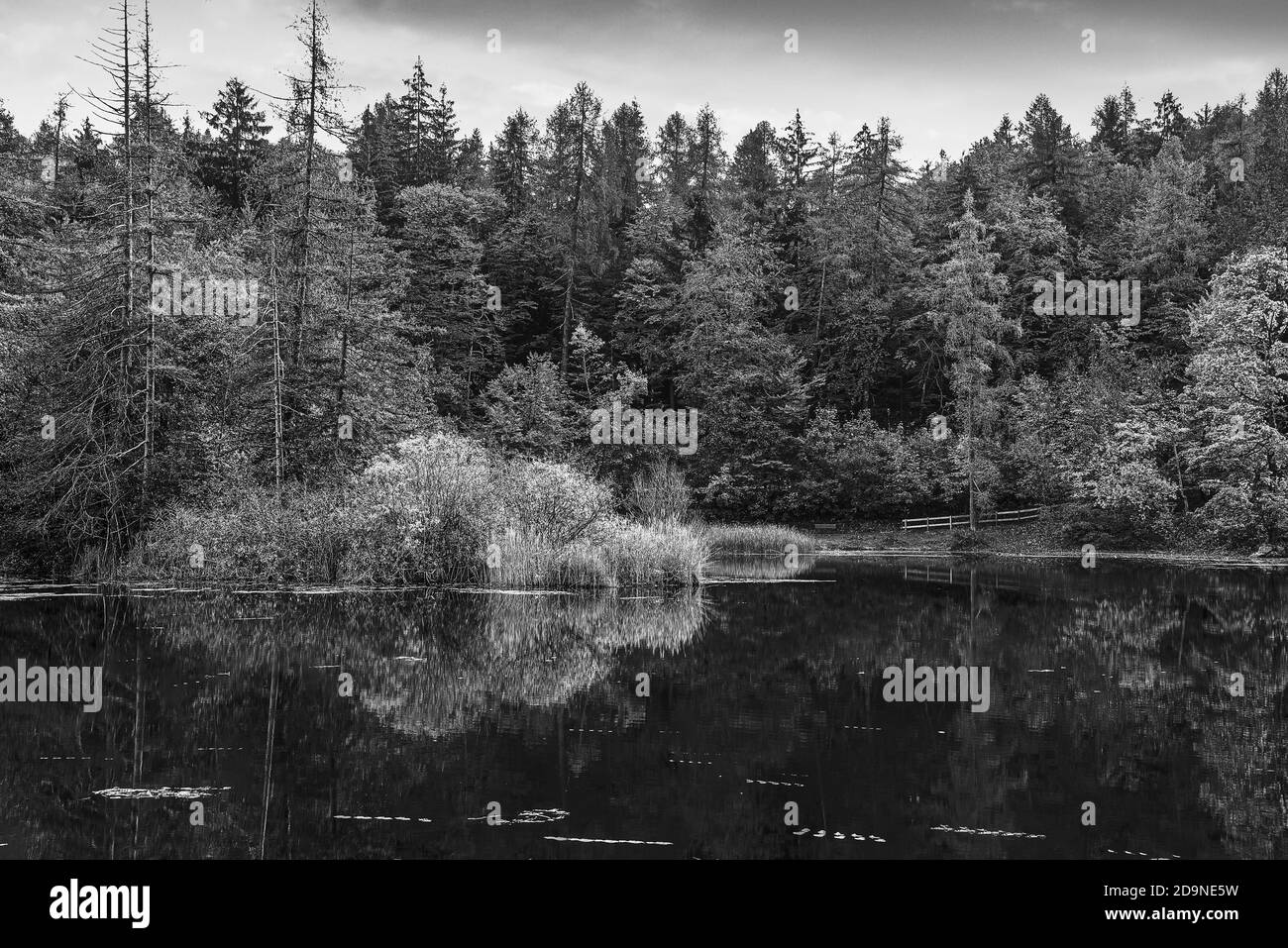 Shot lake in forest Black and White Stock Photos & Images - Alamy