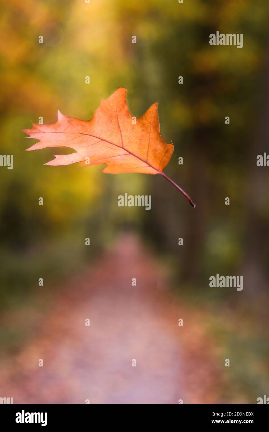 Golden dry autumn leaf in the air Stock Photo - Alamy