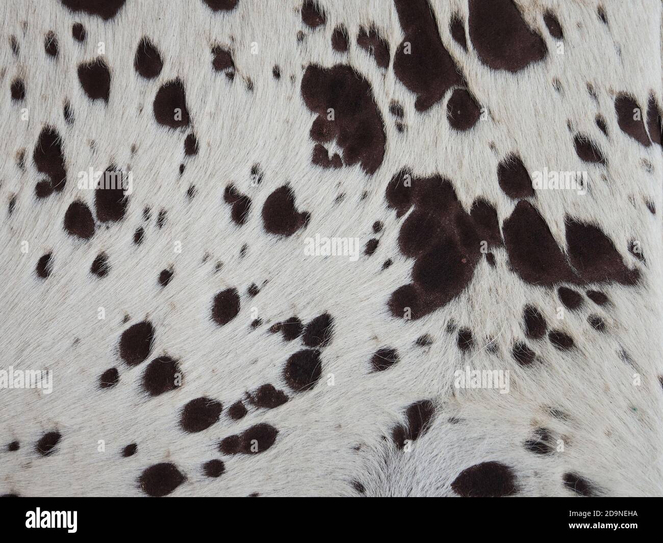 Cowhide hi-res stock photography and images - Alamy