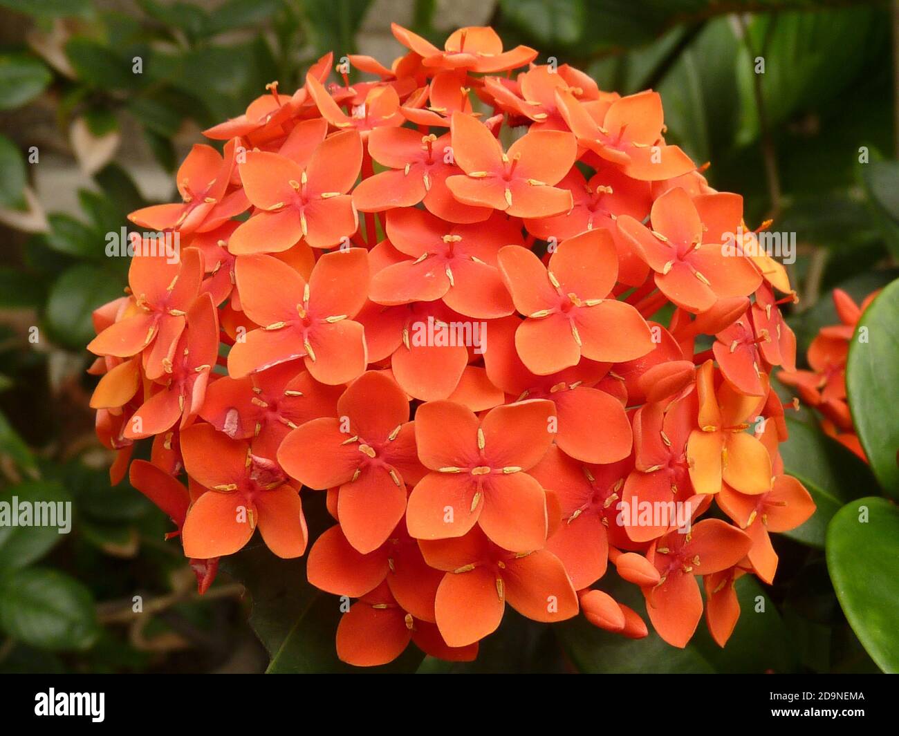 Closeup shot of a bunch of king Ixora flowers grown in a botanical ...
