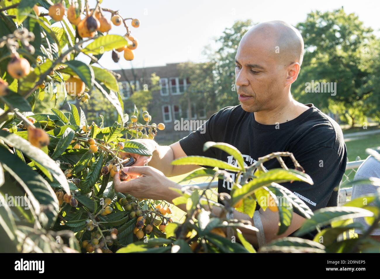 Democratic presidential hopeful Senator Cory Booker harvests Loquat ...